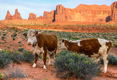 Large Farm Animal Veterinarians in Thatcher, AZ | Desert Cross ...